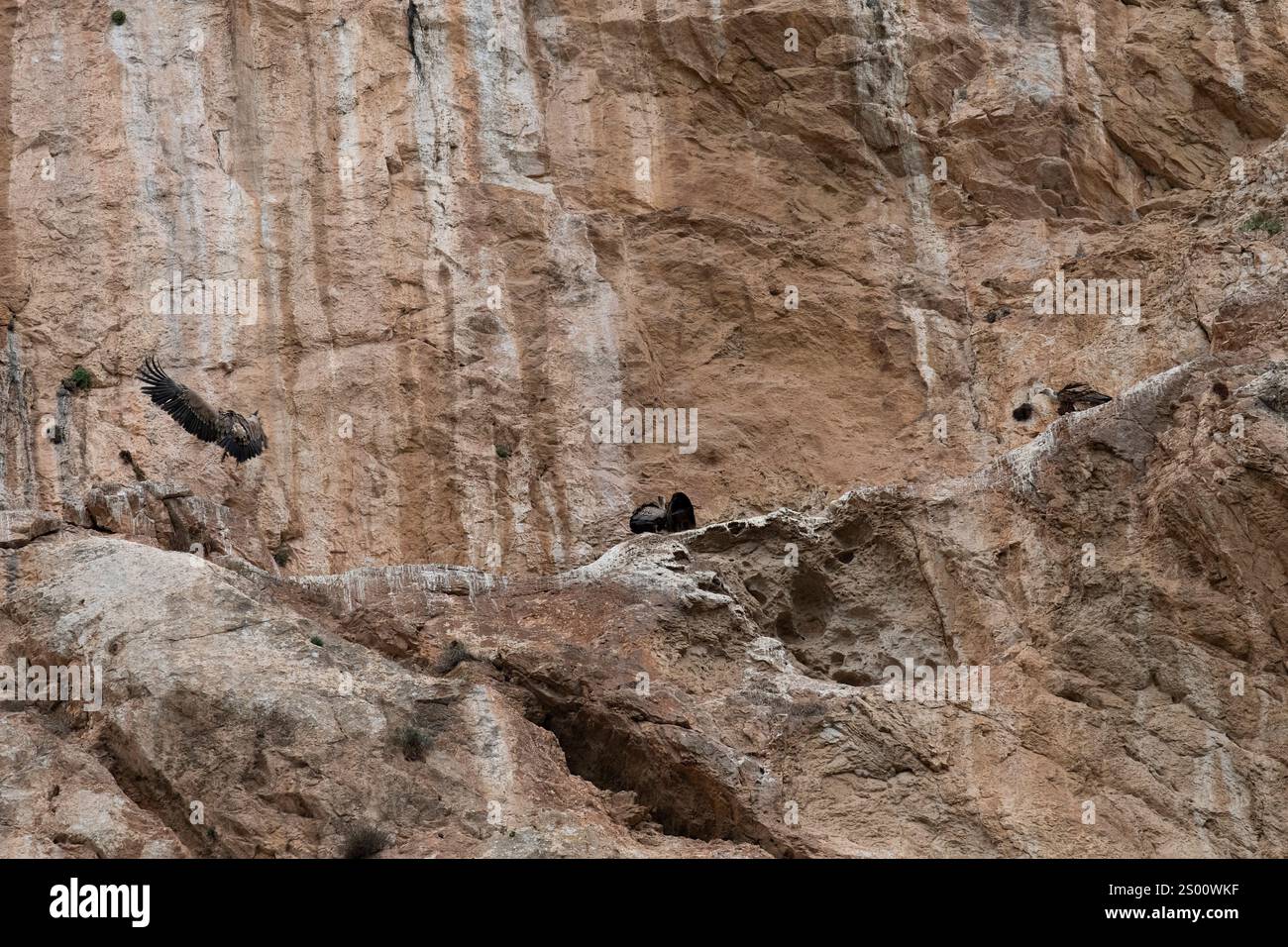 Vulture in flight to young in mountains along footpath in El Caminito ...