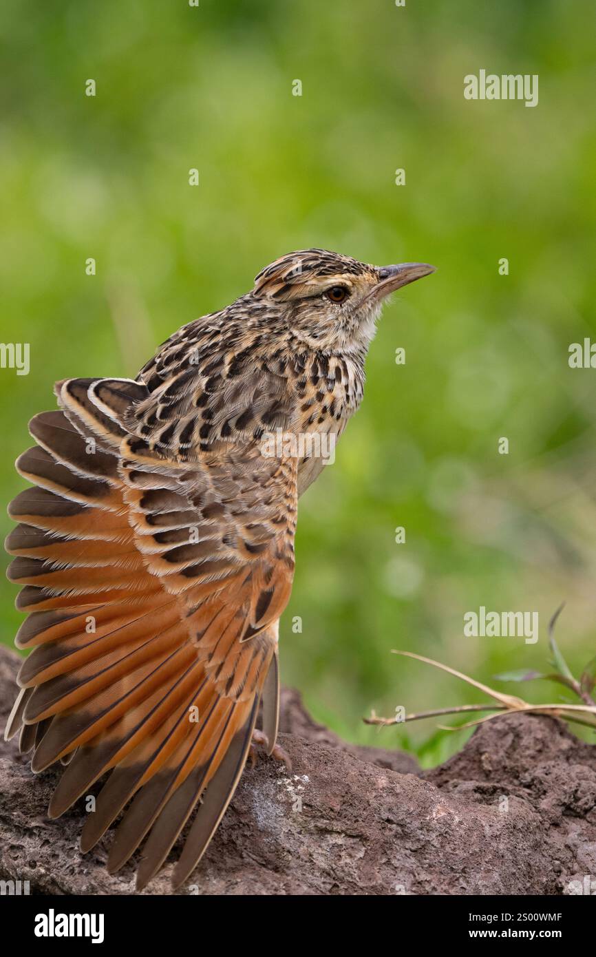 Rufous-naped Lark (Mirafra africana) stretching it wings Stock Photo ...