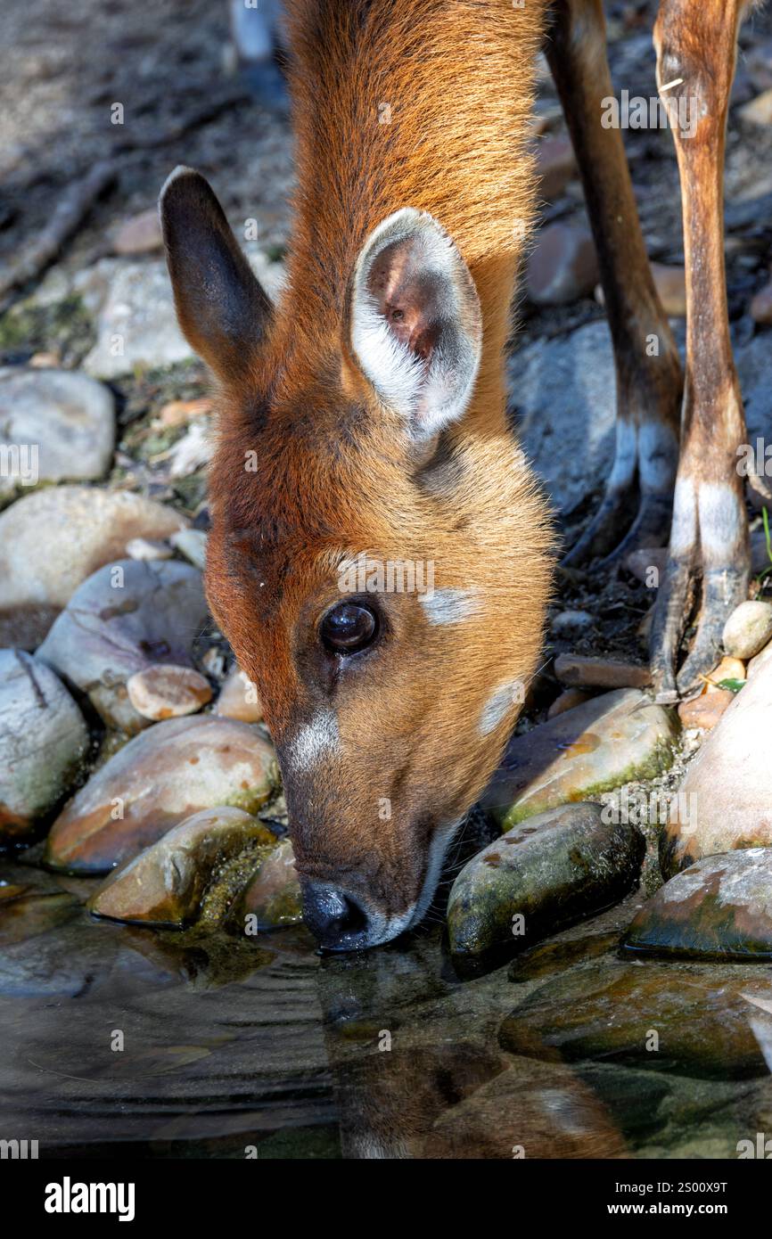 Sitatunga antelope feeds on aquatic plants and grasses. Photo captured ...