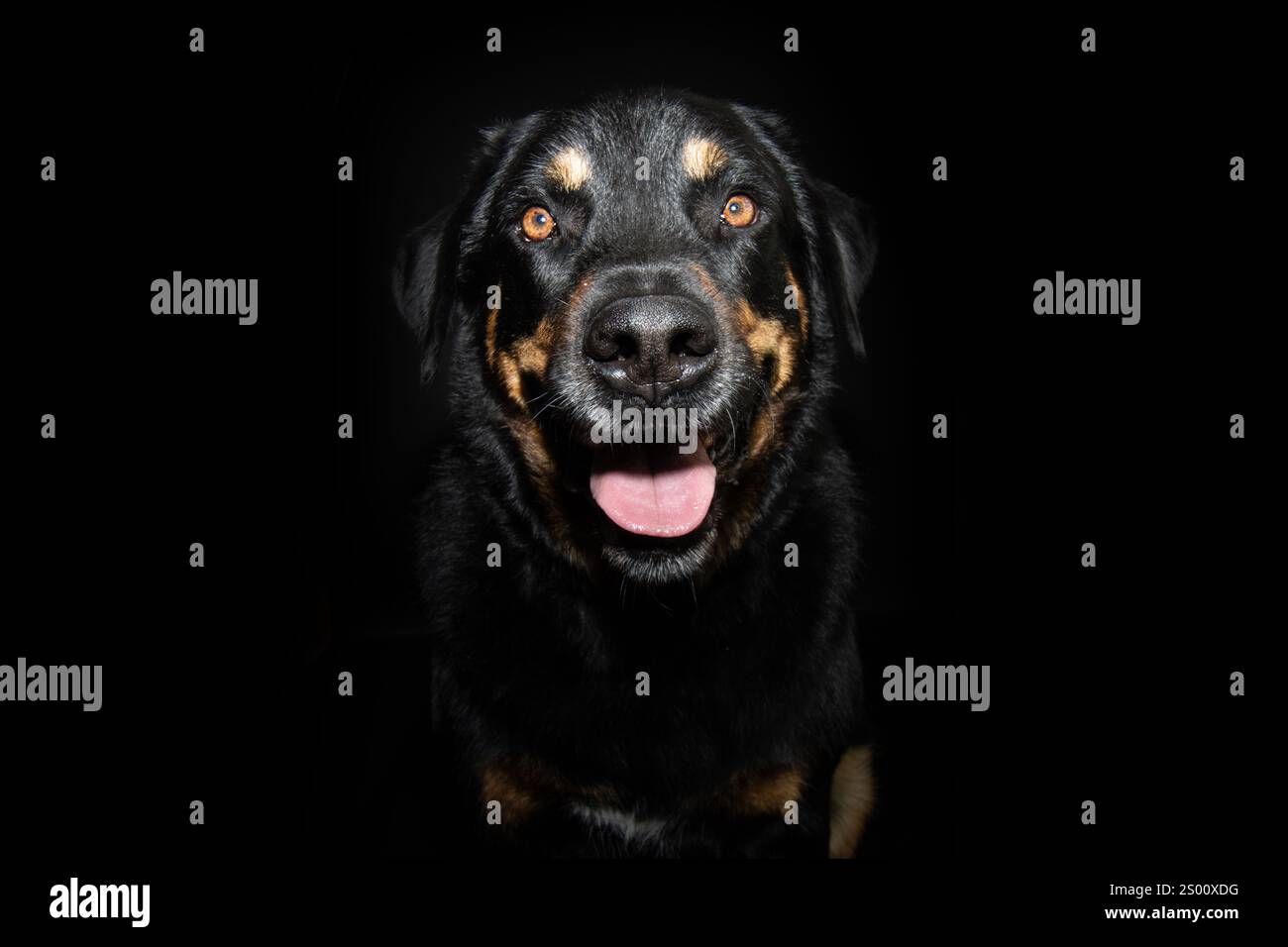 Portrait young rottweiler with happy expression face. Isolated on black ...