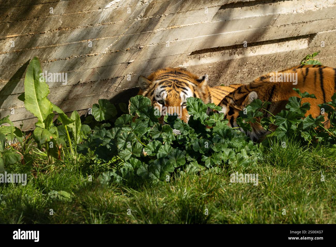 Siberian tiger, a carnivore, hunts deer and wild boar. Photographed in ...