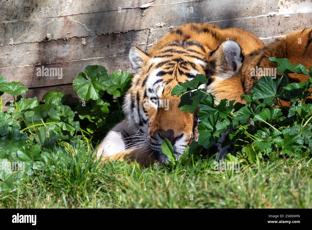 Siberian tiger, a carnivore, hunts deer and wild boar. Photographed in ...