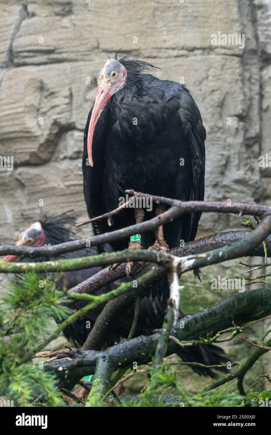 Northern bald ibis feeds on insects and small invertebrates ...