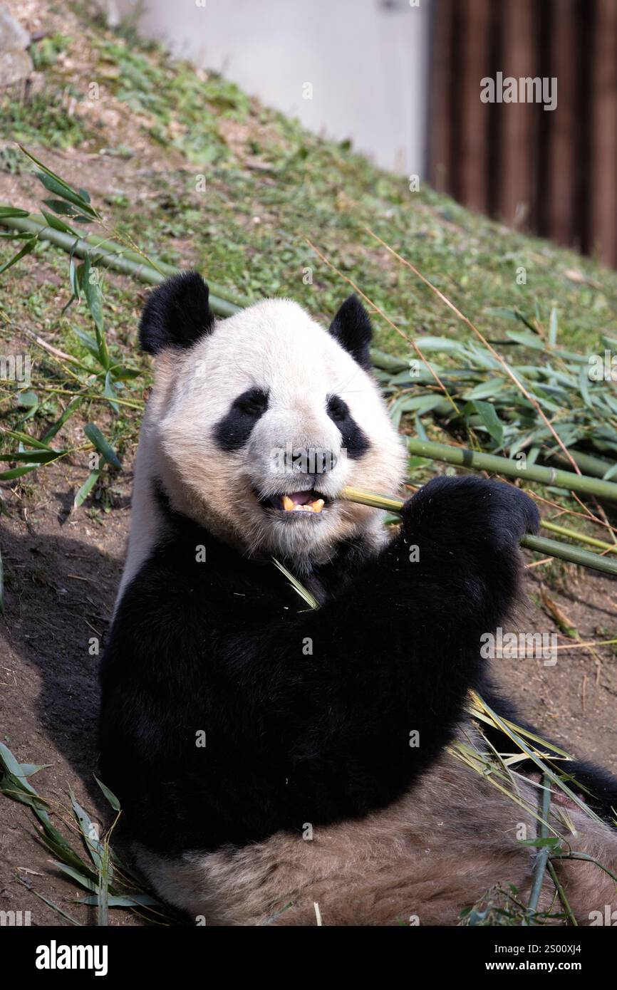 Giant panda eats bamboo shoots and leaves. Photographed in captivity ...