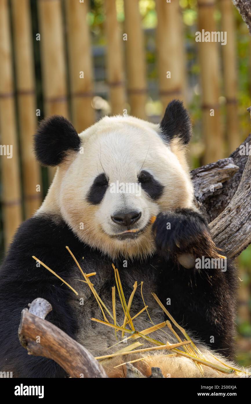 Giant panda eats bamboo shoots and leaves. Photographed in captivity ...