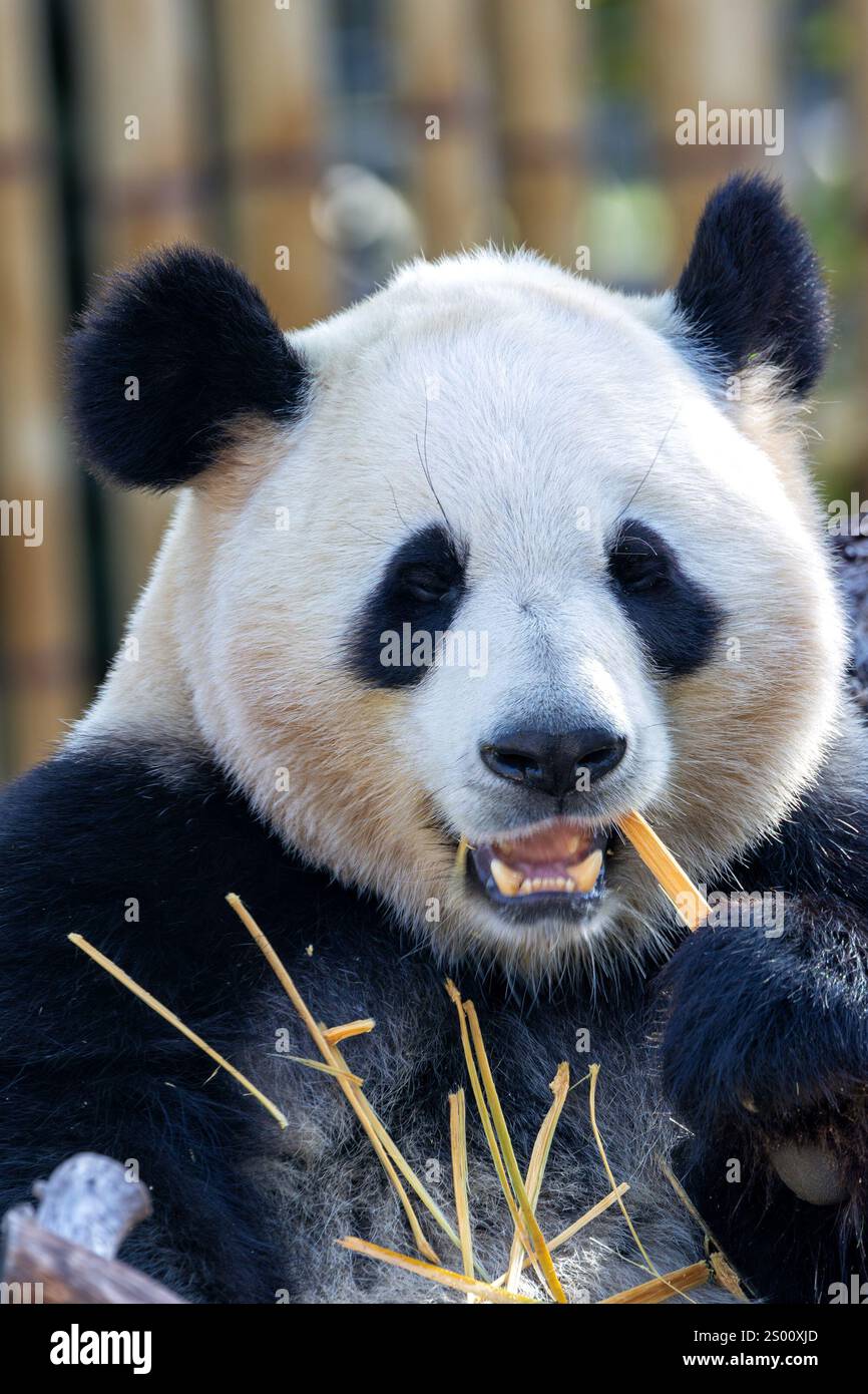 Giant panda eats bamboo shoots and leaves. Photographed in captivity ...