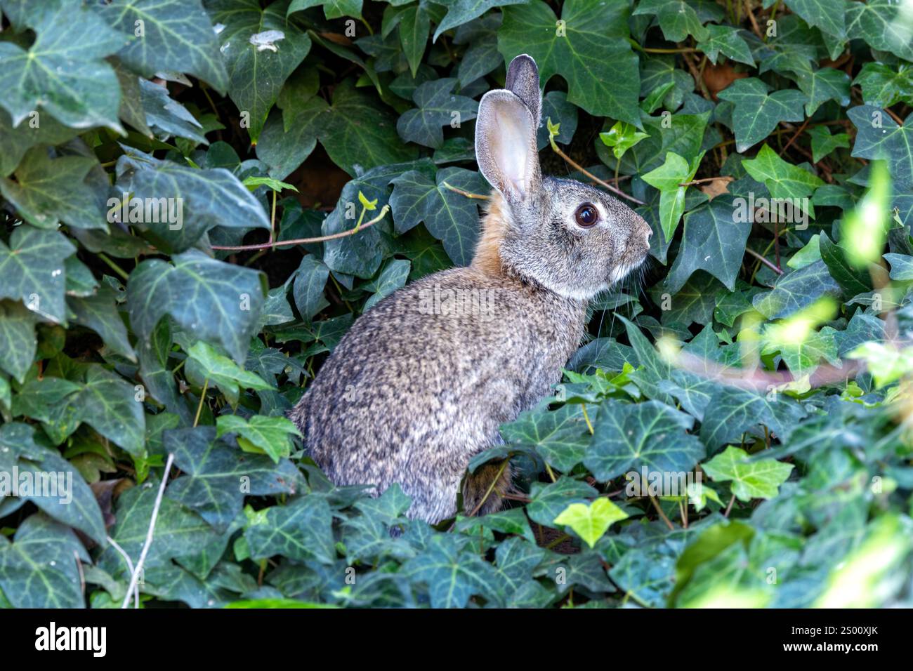 European rabbit eats grasses, roots, and herbs. Captured at Casa de ...