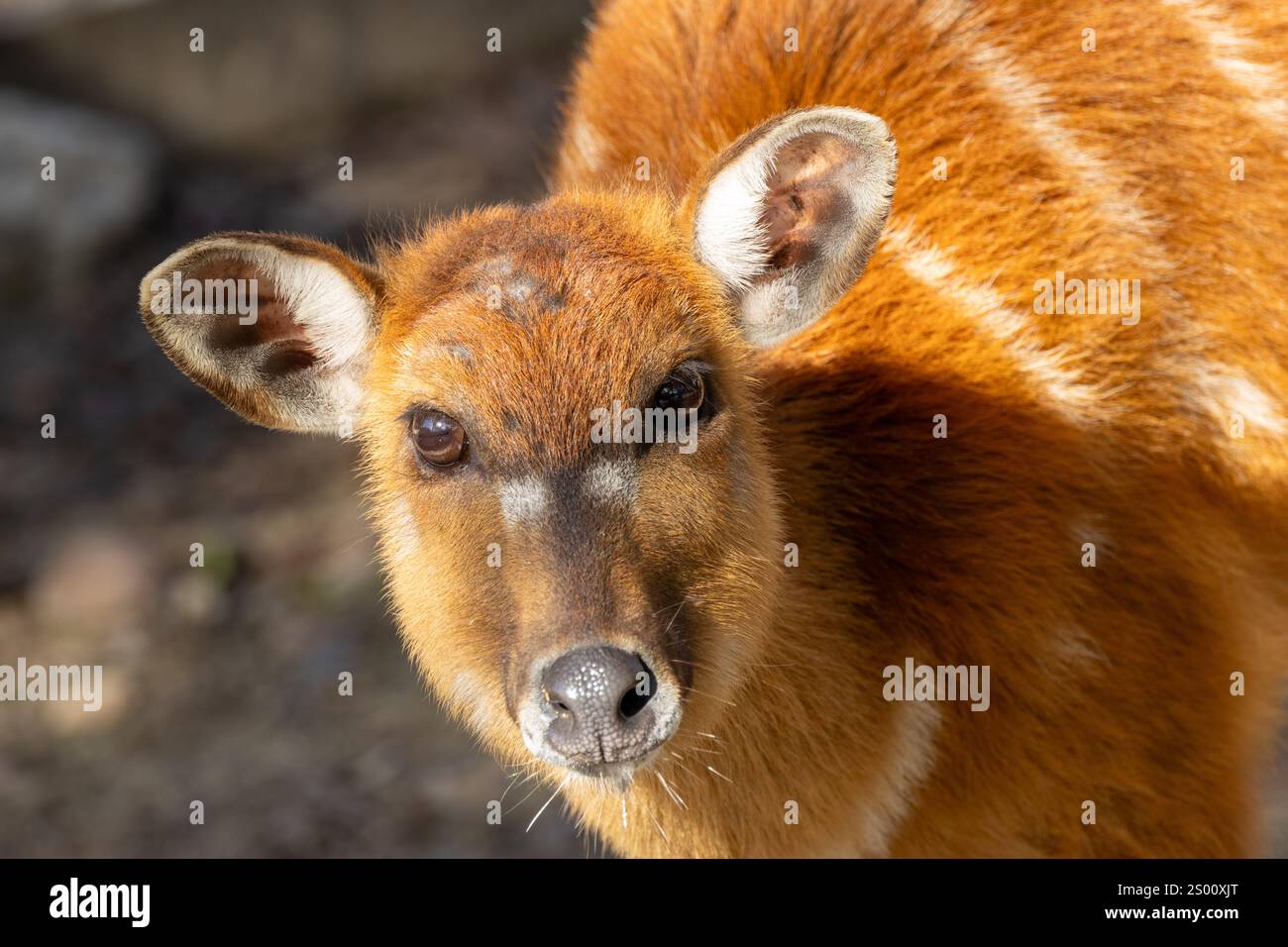 Sitatunga antelope feeds on aquatic plants and grasses. Photo captured ...