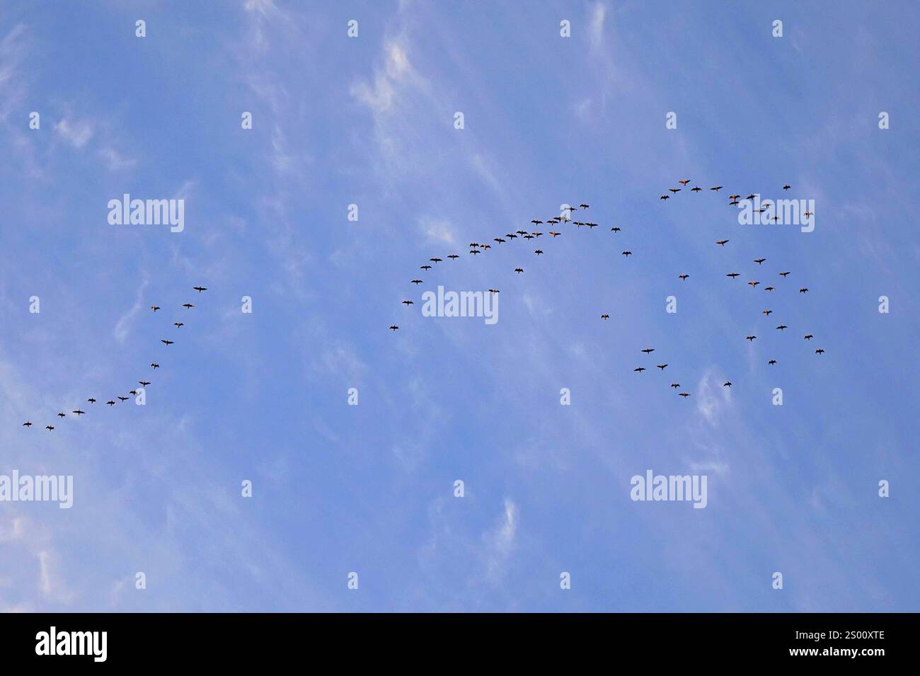 Qingdao, China. 23rd Dec, 2024. QINGDAO, CHINA - DECEMBER 23, 2024 ...