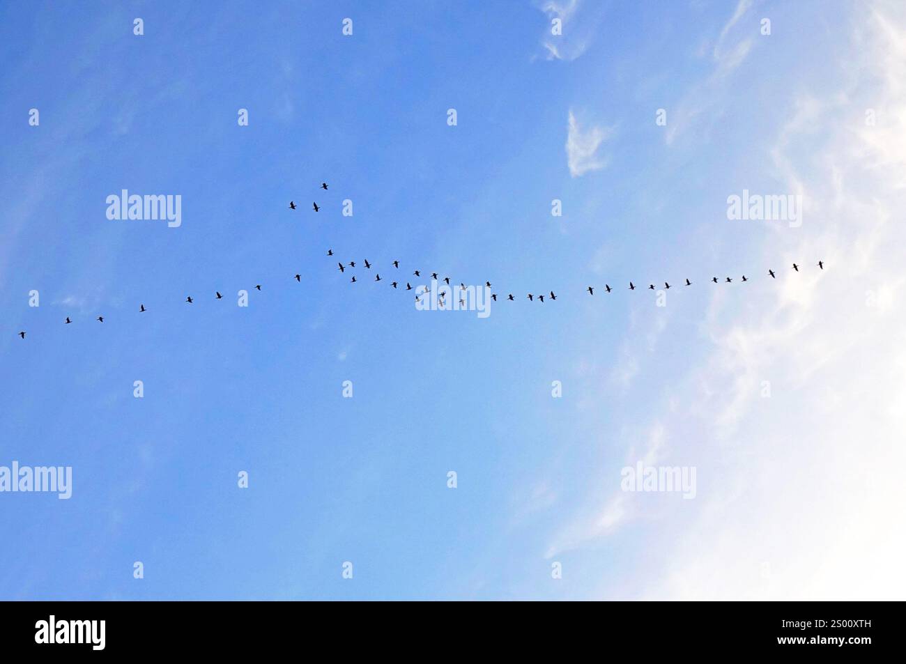 Qingdao, China. 23rd Dec, 2024. QINGDAO, CHINA - DECEMBER 23, 2024 ...