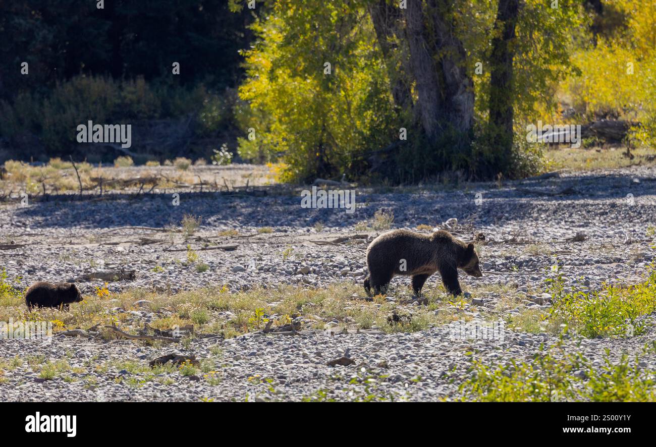 Grizzly Bear Sow and Cubs in Grand Teton National Park Wyoming in ...