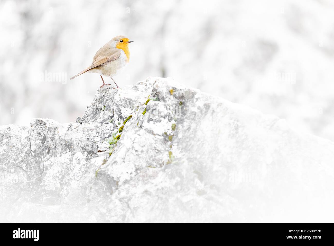 On the rock in the mountain regions, the Red robin (Erithacus rubecula ...