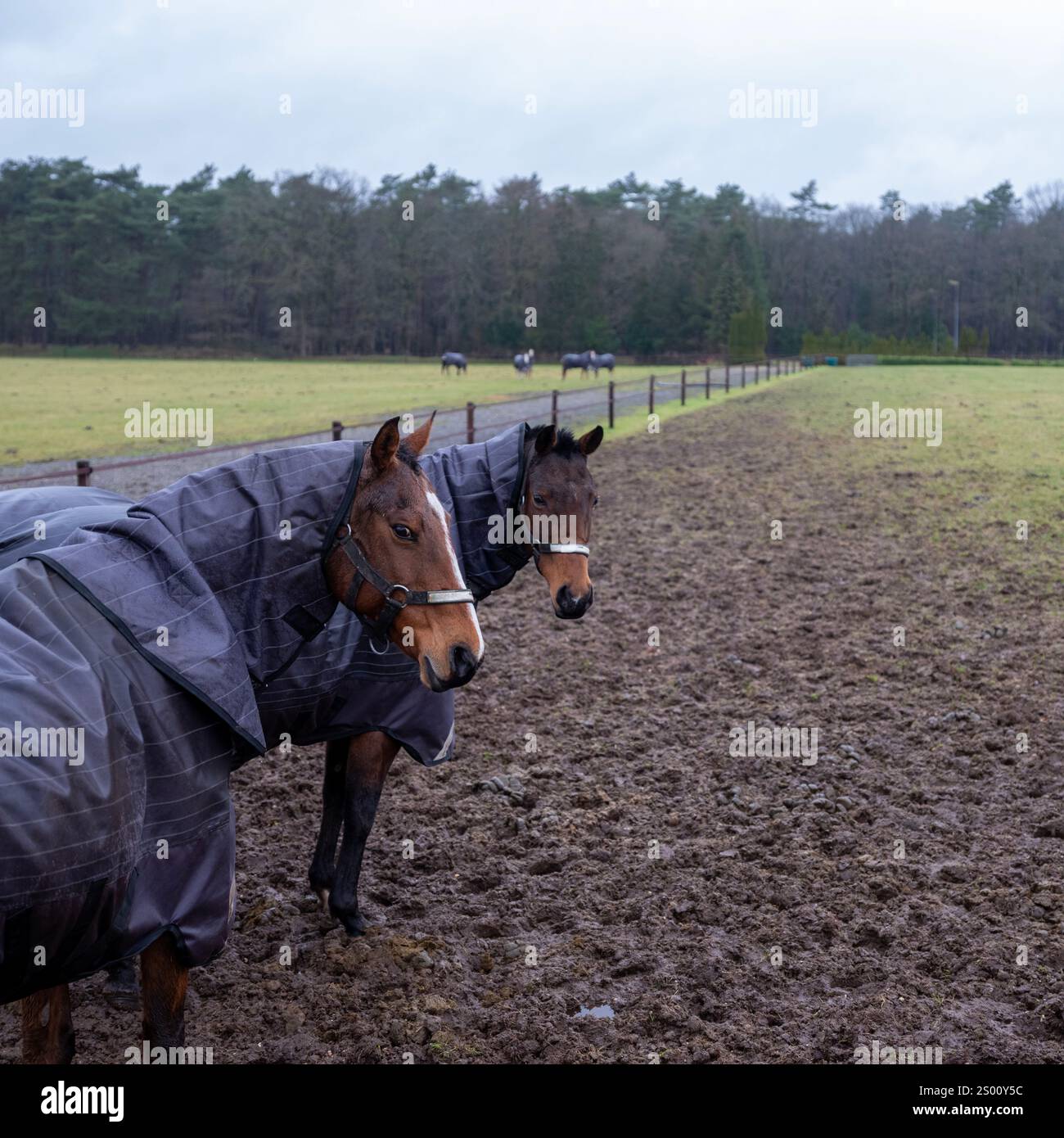 two brown horses wear rugs in rainy paddock near apeldoorn in the ...