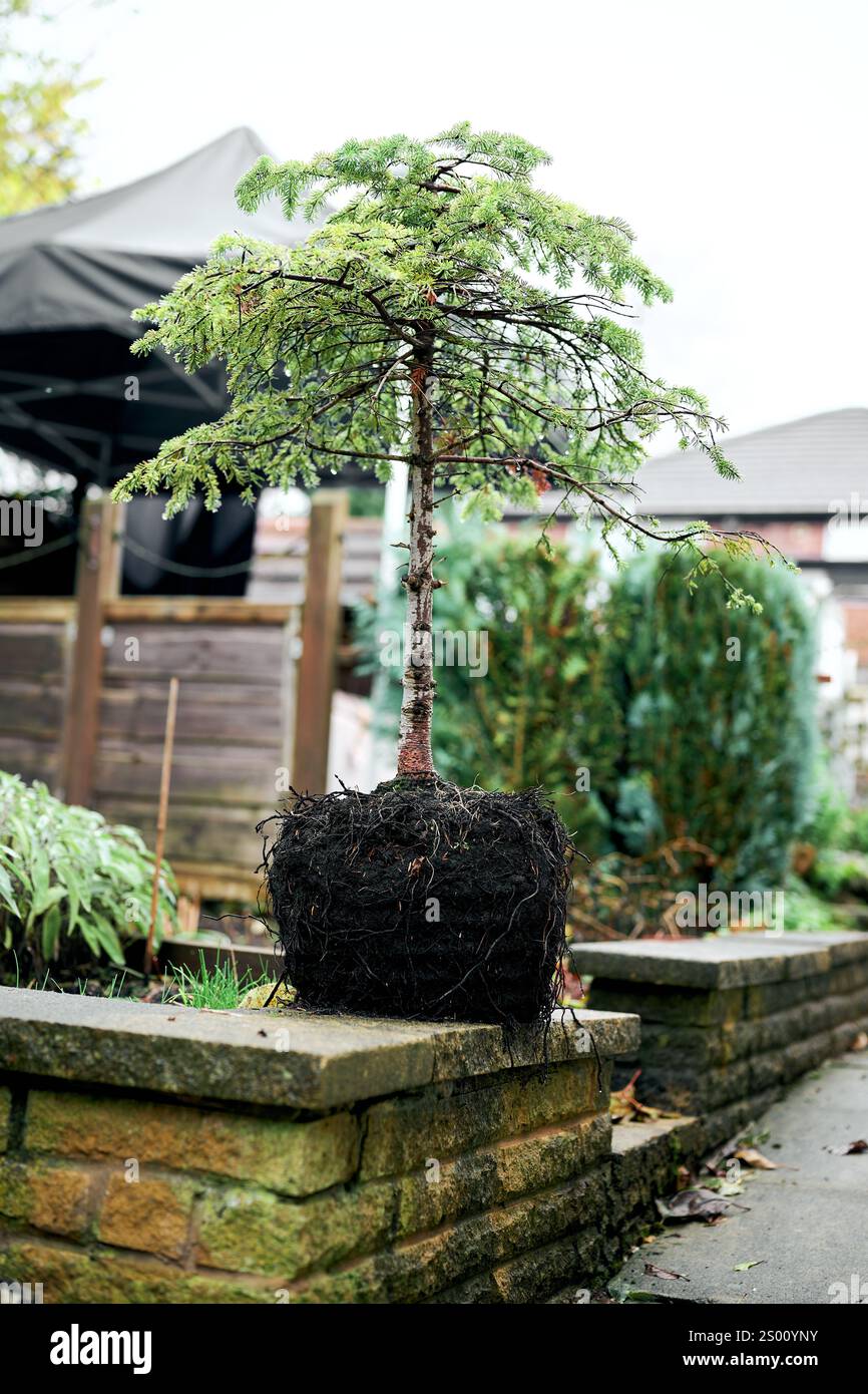 Potted small evergreen tree with exposed roots in a garden setting ...