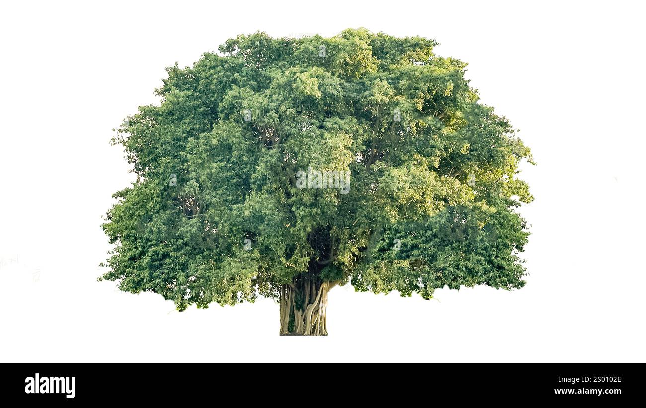 Cut out of tree on white background with clipping paths. The detailed structure and lush foliage ...