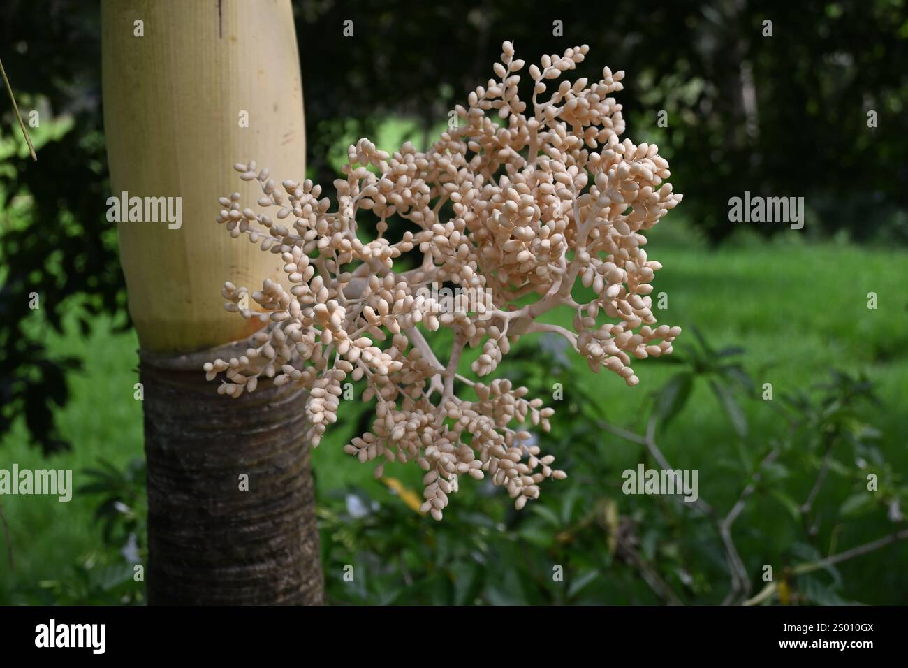 Close up view of the ready to bloom flower buds of a Manila palm tree ...