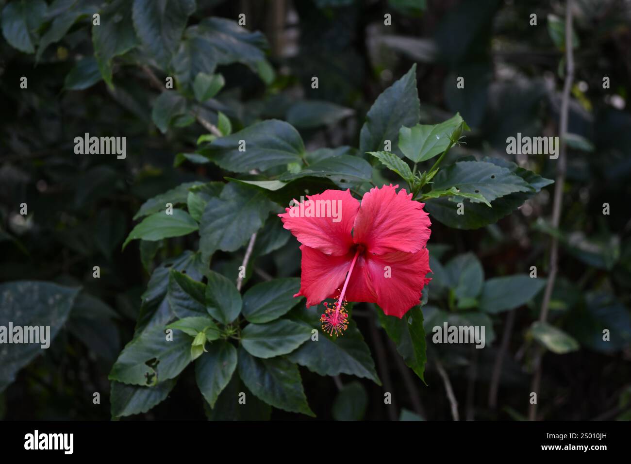 A Hawaiian hibiscus flower with a red color is blooming In the garden ...