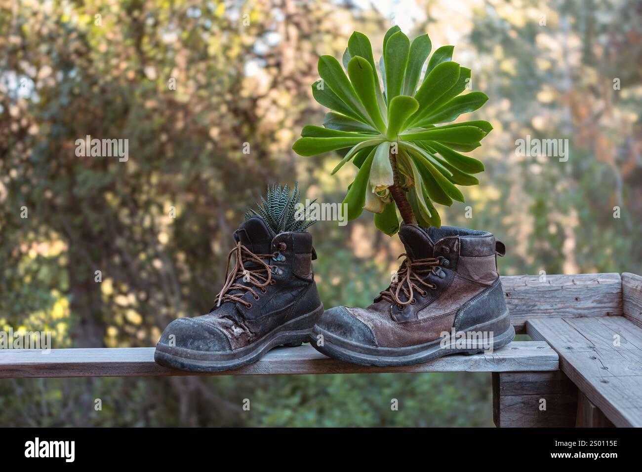 Succulent Plants Planted in Vintage Boots Stock Photo - Alamy
