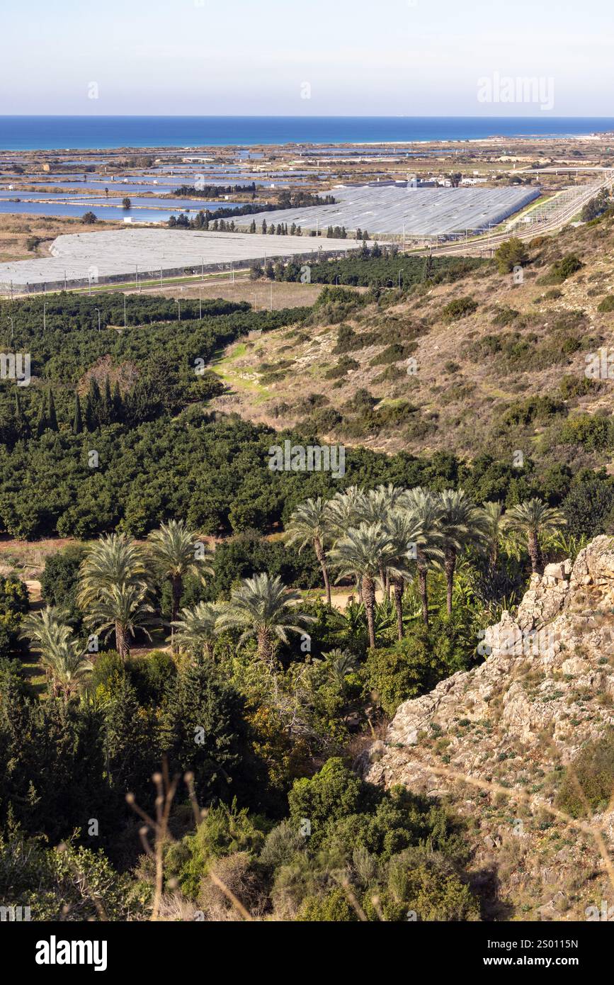 Coastal Agricultural Landscape with Palm Trees and Green Fields in ...