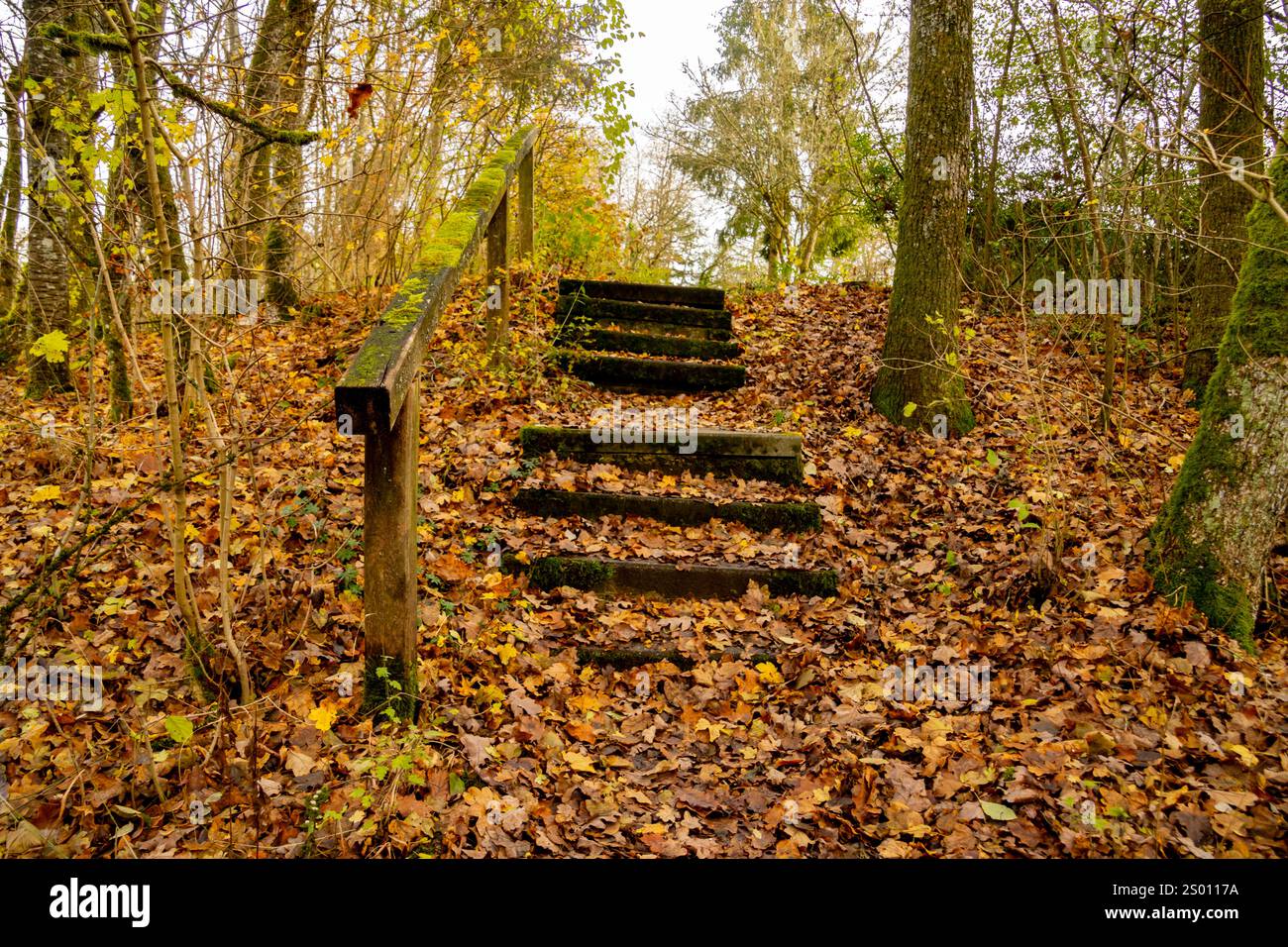 Wooden stairs winding through a dense forest, blanketed in vibrant ...
