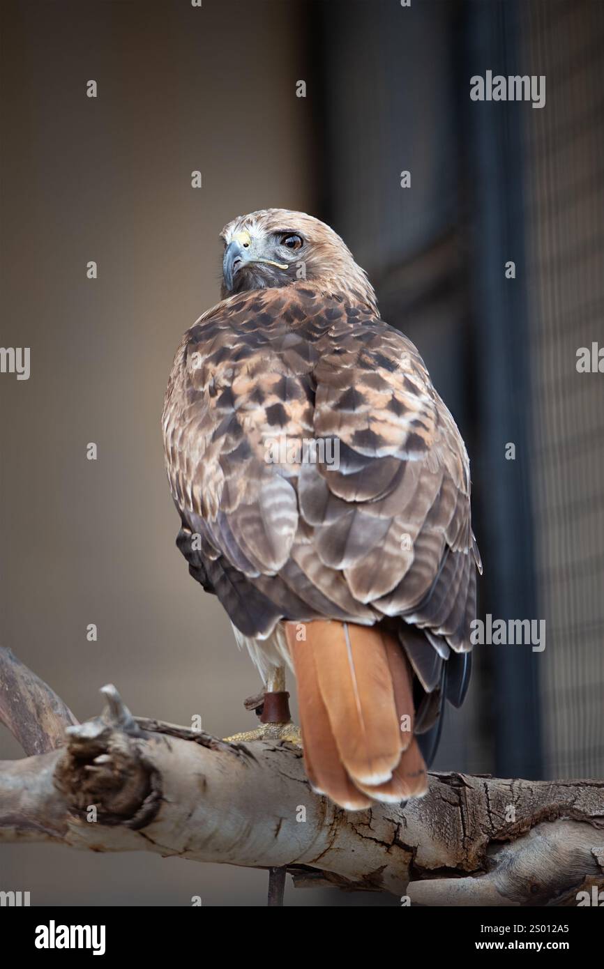 Captive bird in a zoo, red tail hawk sitting on a branch looking back ...