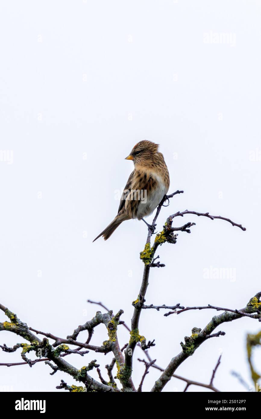 The Lesser Redpoll feeds on seeds, buds, and insects. Photographed at ...