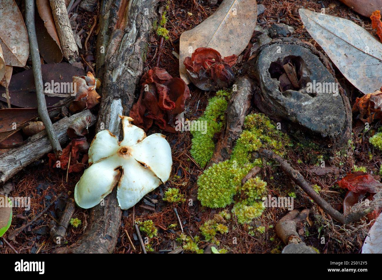 A miniature ecosystem on the forest floor composed of decaying organic ...