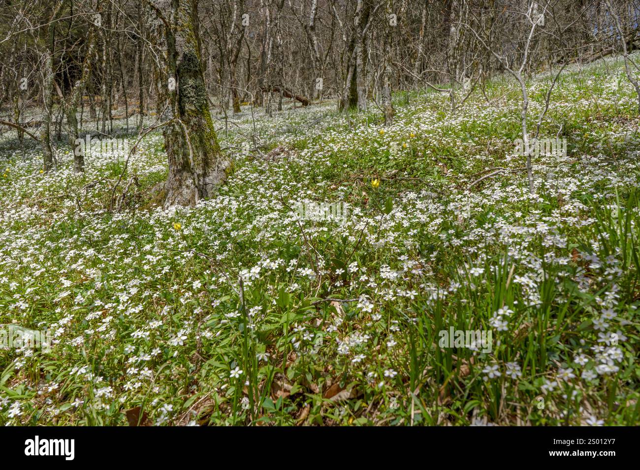 A carpet of spring beauties and other wildflowers on the woodland ...