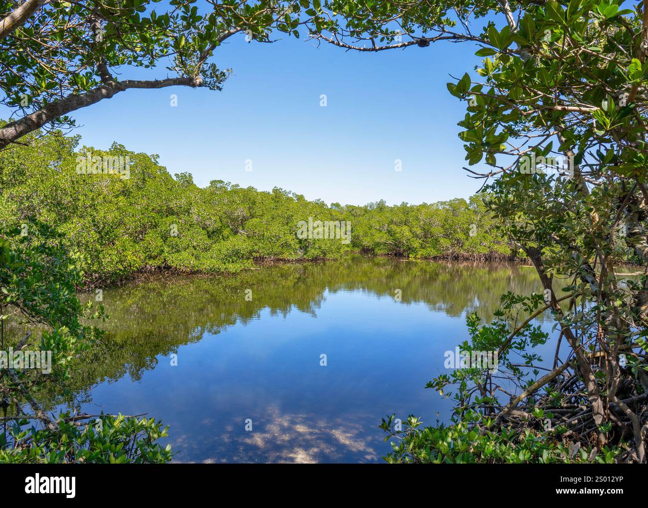 Trees on the shore frame the mangrove islands in the intracoastal ...