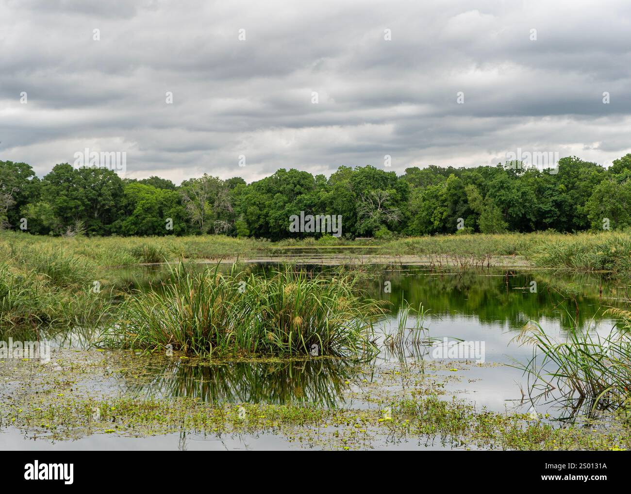 Elm Lake is a wetland with grasses, shrubs, and trees that provide ...
