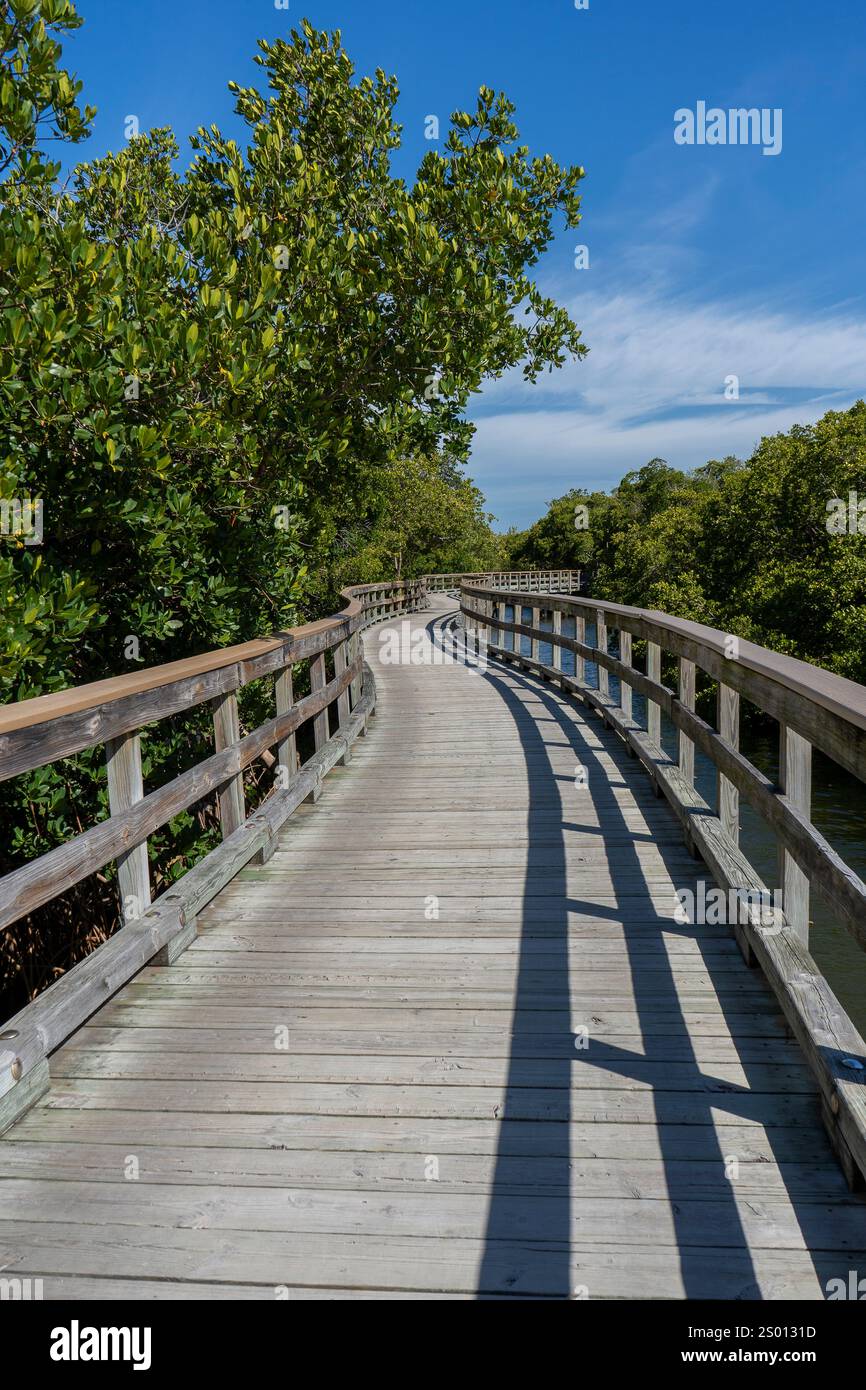 An elevated wooden boardwalk, bordered by mangrove trees, runs through ...