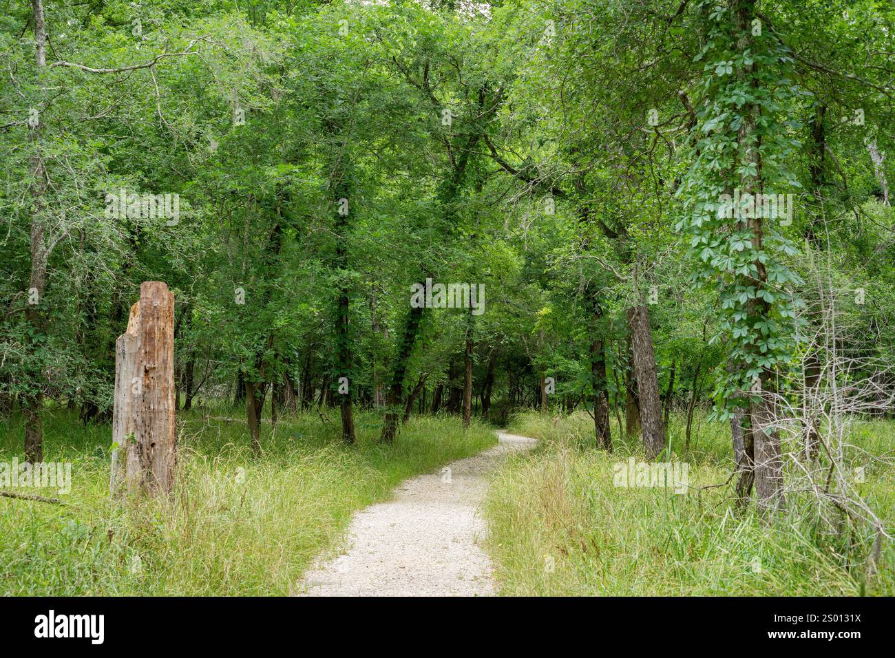 Plant slough trail hi-res stock photography and images - Alamy