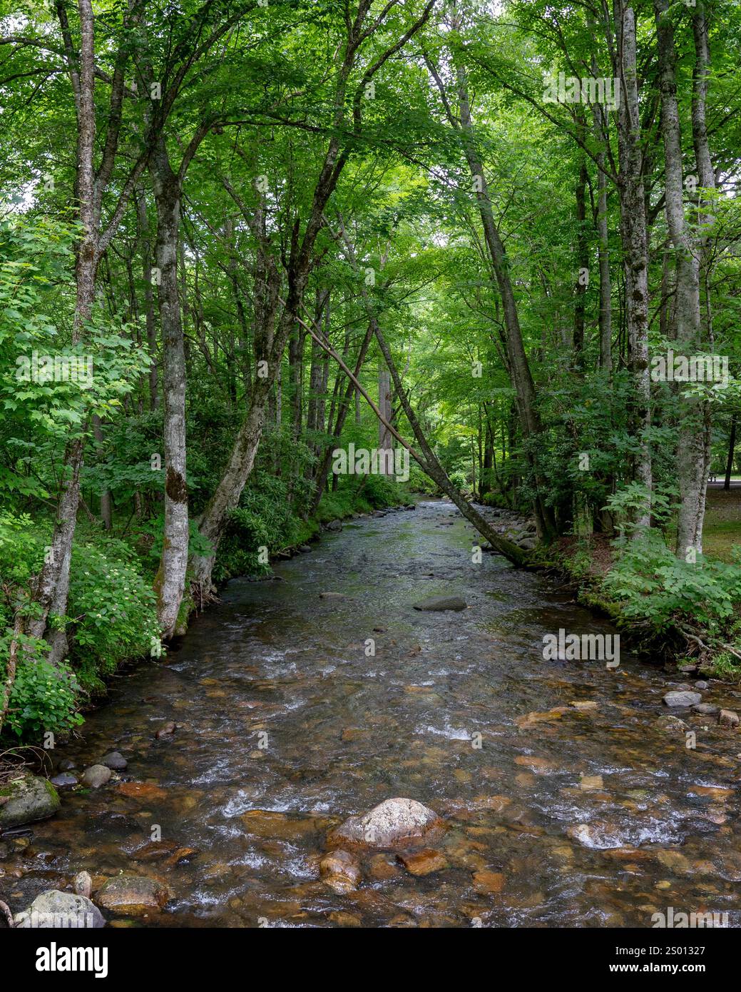 The Doe River, a popular destination for trout fishing, flows through ...
