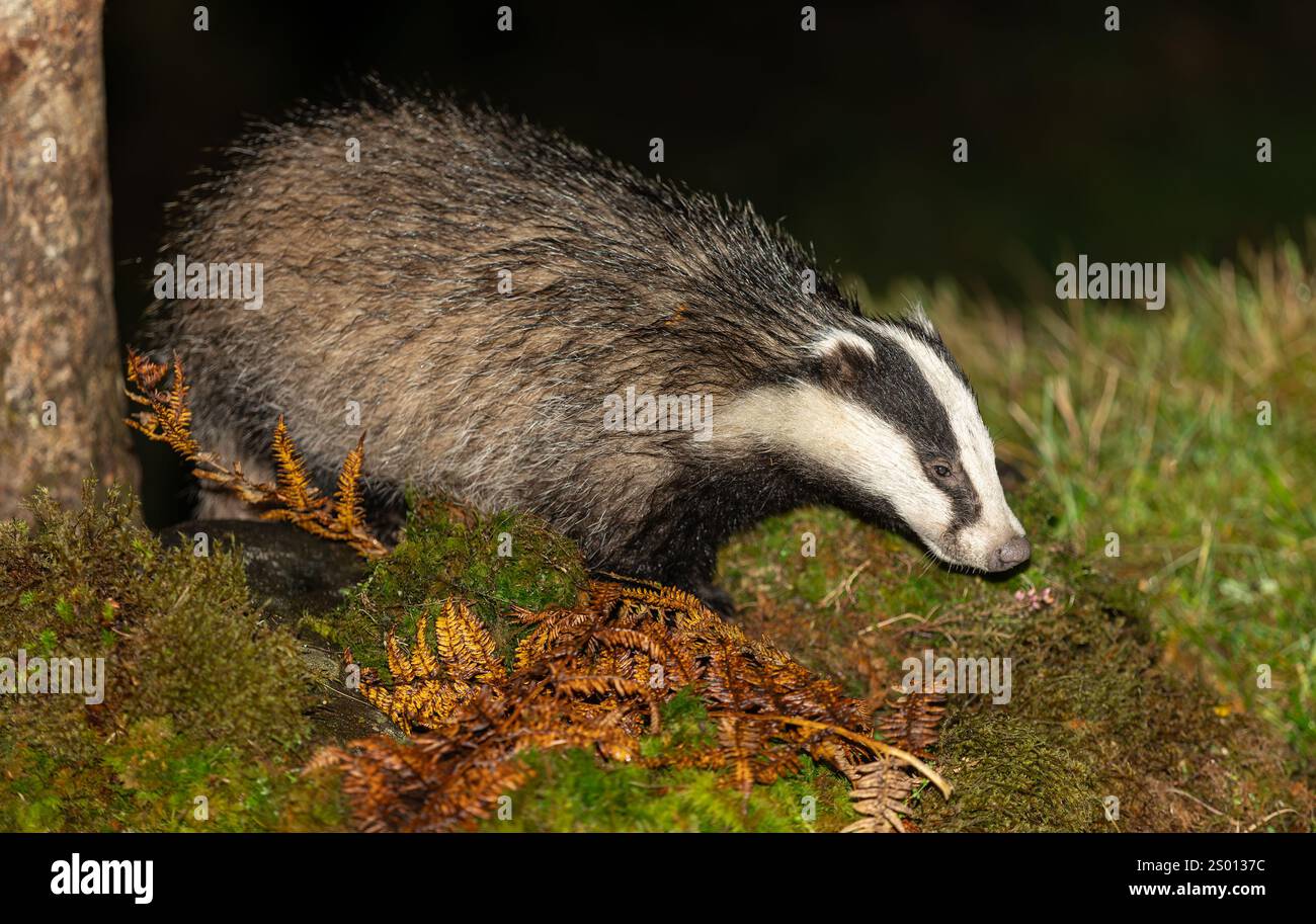 Badger, Scientific name: Meles Meles. Wild, native European badger ...