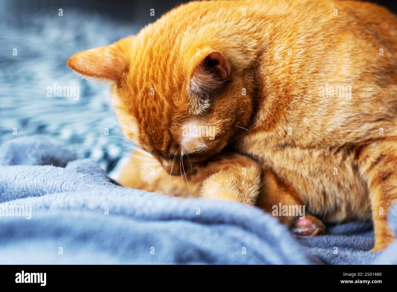 An orange cat is peacefully laying on a cozy blue blanket, enjoying a ...