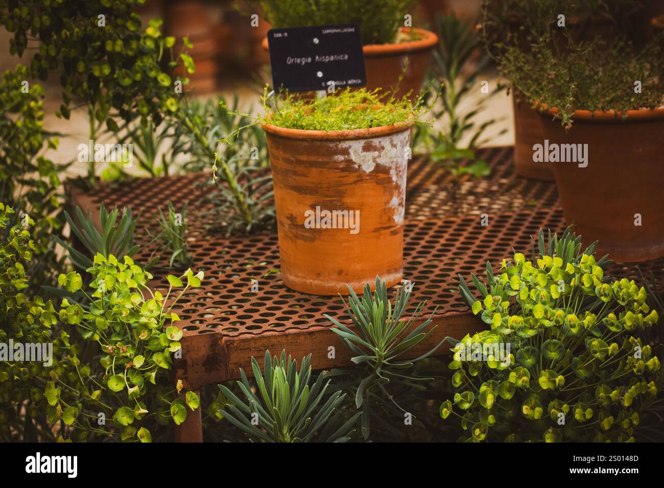 Many potted plants. Lots of flower pots on a metal rack in the ...