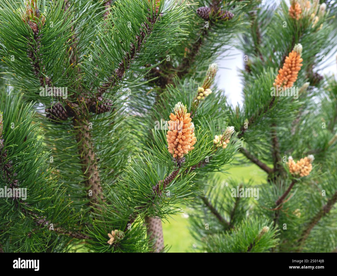 Flowers and cones on a pine tree Stock Photo - Alamy