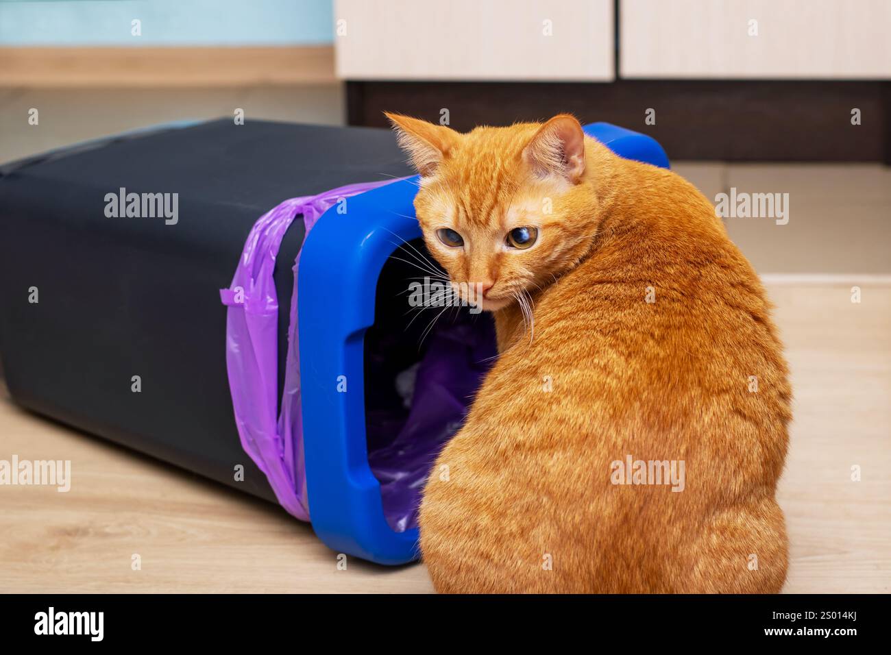 A curious cat is sticking its head out of a bright blue bin, looking ...