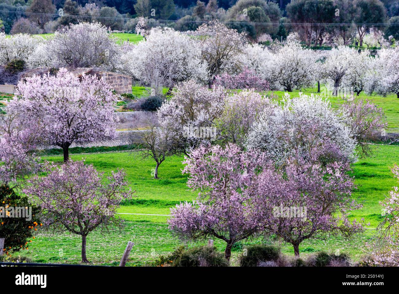 Almond trees in bloom, Aubenya estate, Algaida, Mallorca, Balearic ...