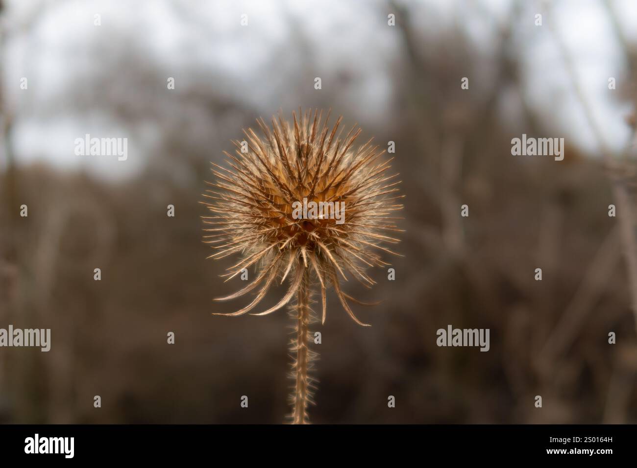 A close-up picture of a winter dry Yellowflower teasel or Dipsacus ...