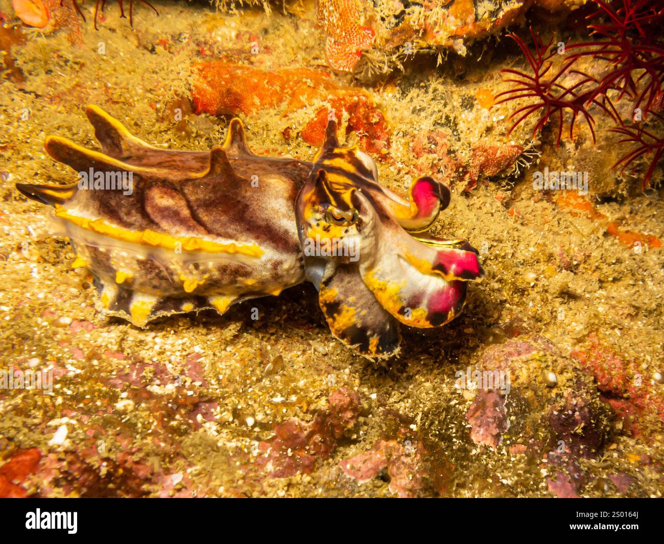 Flamboyant cuttlelfish, Metasepia pfefferi, at a Puerto Galera reef in ...