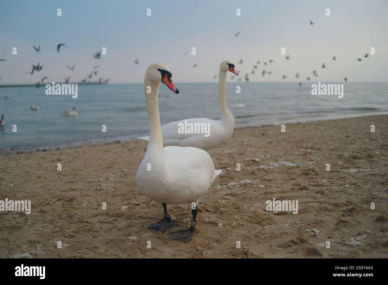 Swan couple, two swans on the seashore beach before sunset in winter in ...