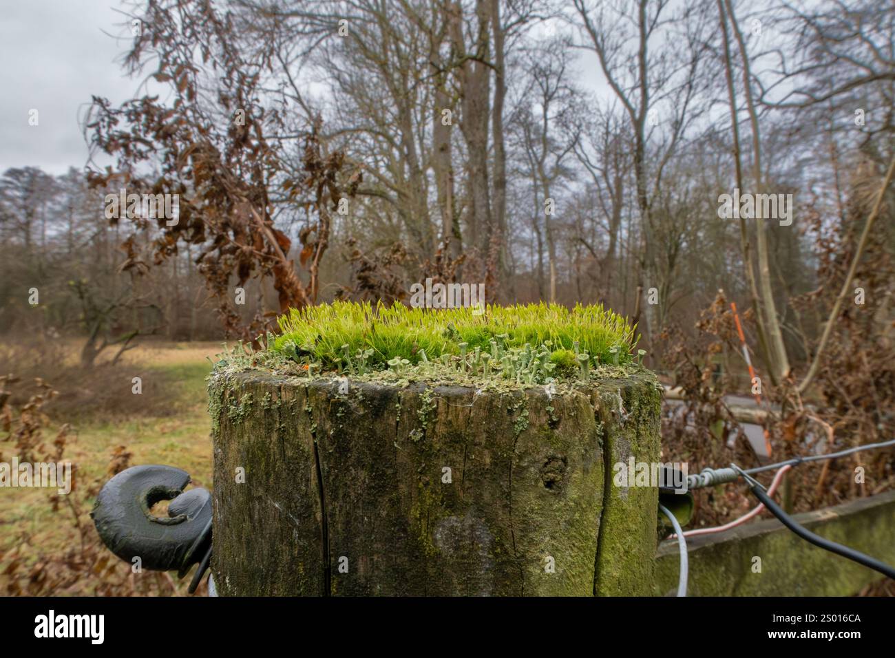 A close-up picture of green moss on a tree stump. Wet, cold, and humid ...