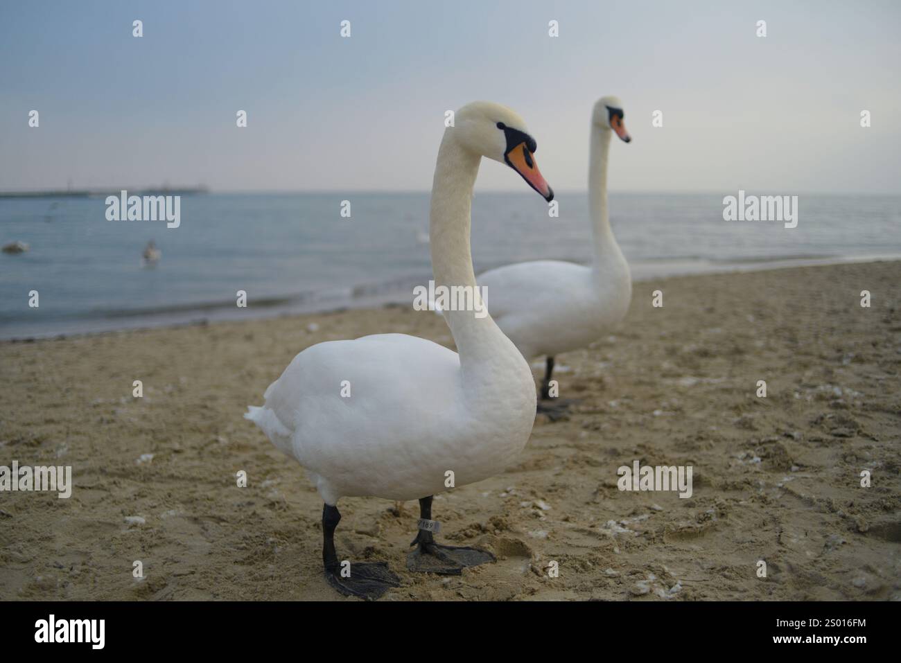 Swan couple, two swans on the seashore beach before sunset in winter in ...