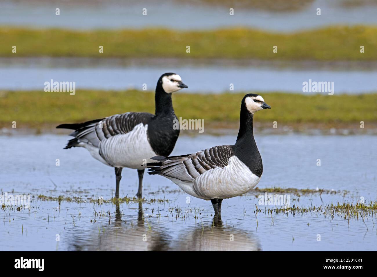 Two barnacle geese (Branta leucopsis) resting in shallow water at ...