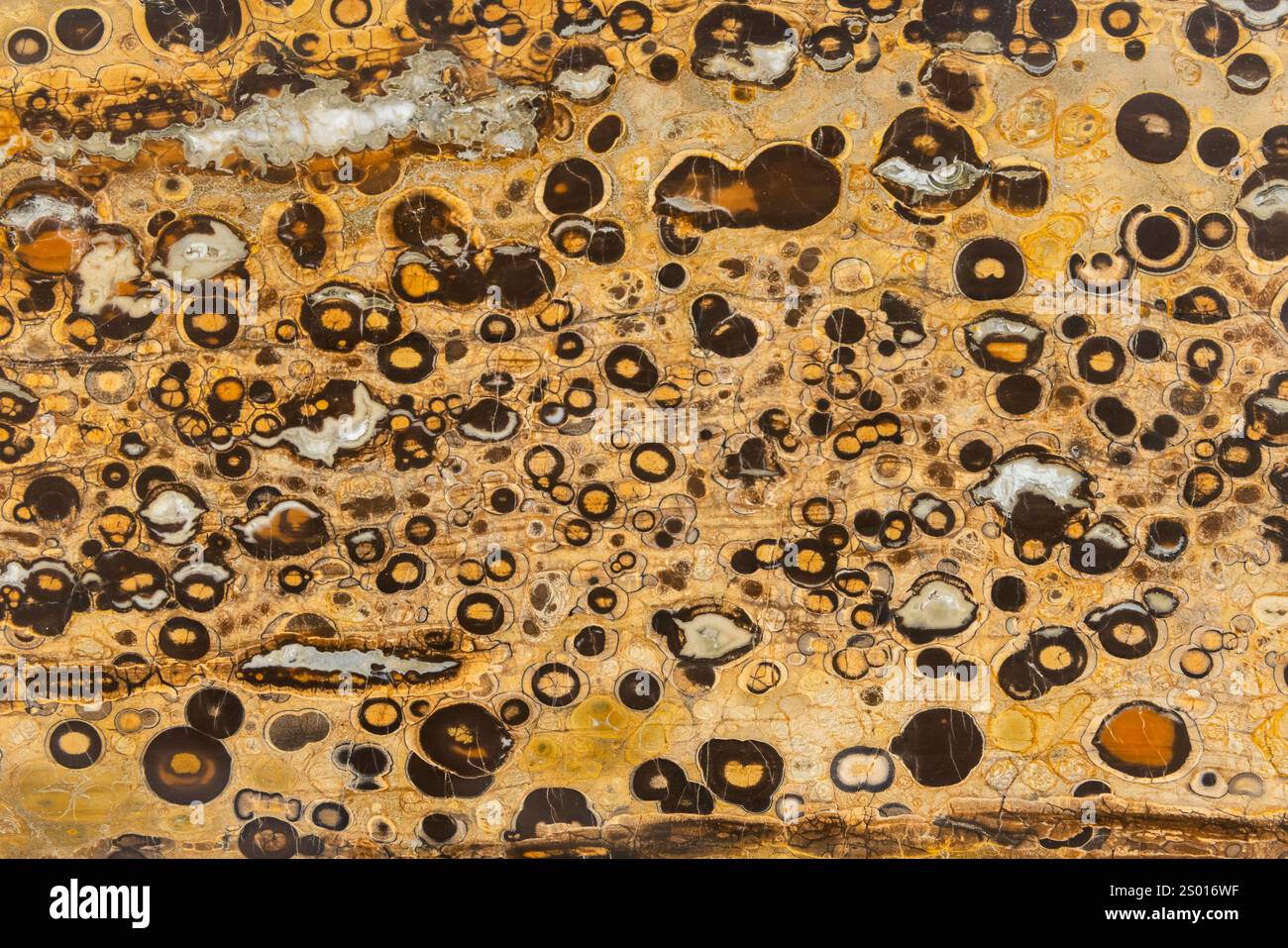 Lapia rhyolite, polished plate. Close up background photo texture of ...
