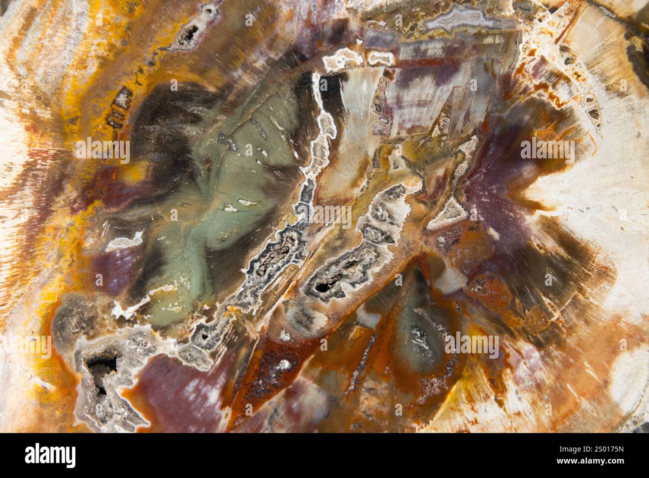 Macro photo of polished slice of a petrified tree. Abstract natural ...
