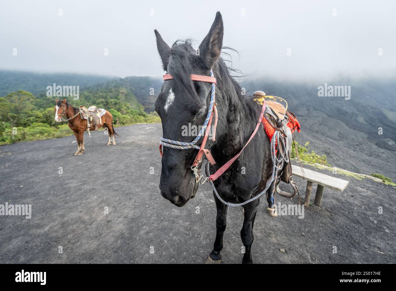 Horse posing at Pacaya Volcano, Guatemala Stock Photo - Alamy