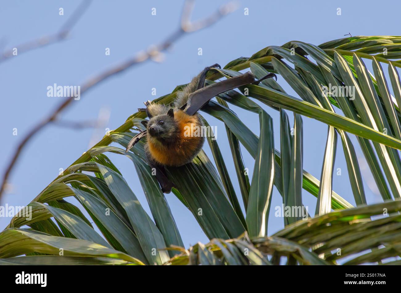 Grey-headed Flying Fox, Queensland, Australia Stock Photo - Alamy