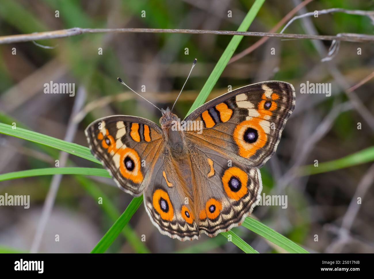 Meadow argus butterfly, Queensland, Australia Stock Photo - Alamy
